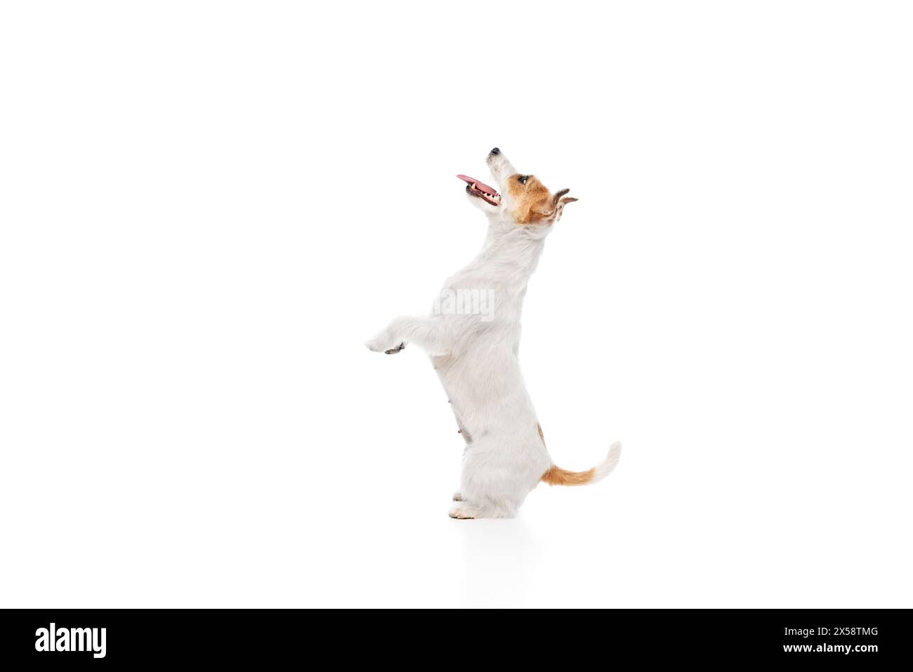 Smart dog, purebred Jack Russell Terrier sitting in hind legs and ...