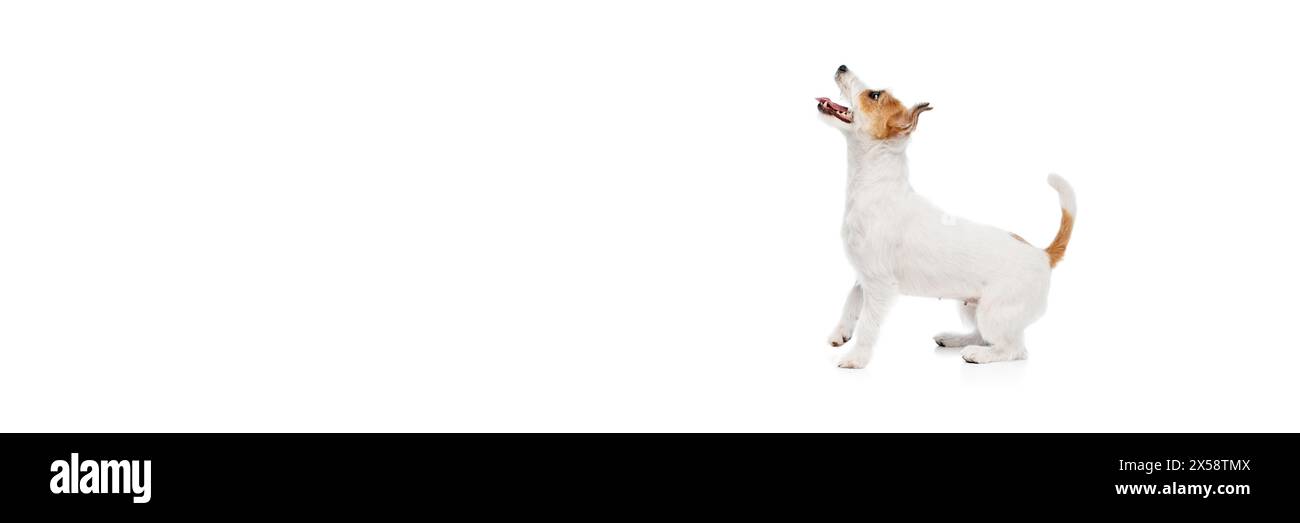 Curious, playful dog, purebred Jack Russell Terrier looking upwards ...