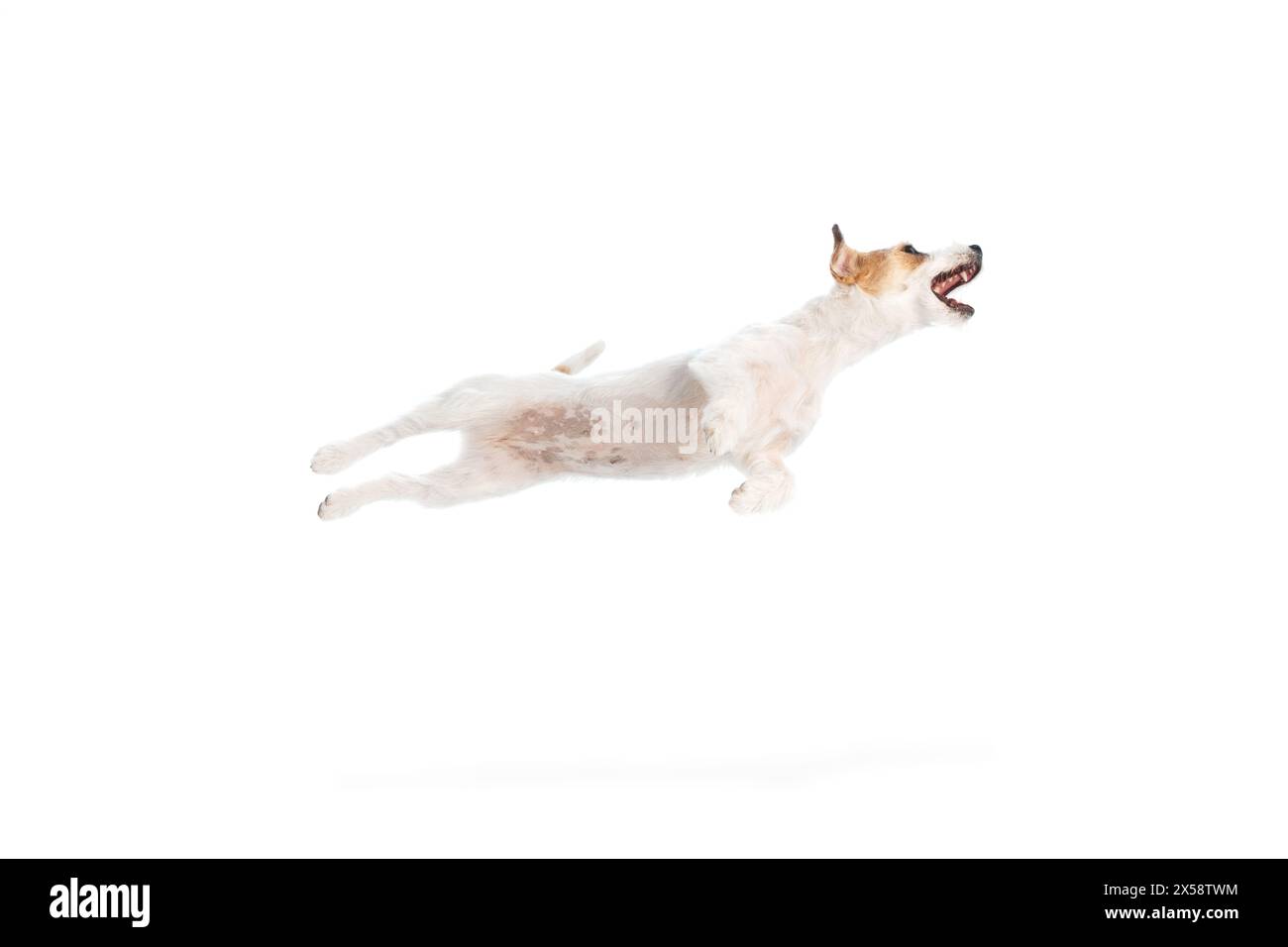Funny image of active, playful dog, purebred Jack Russell Terrier in ...