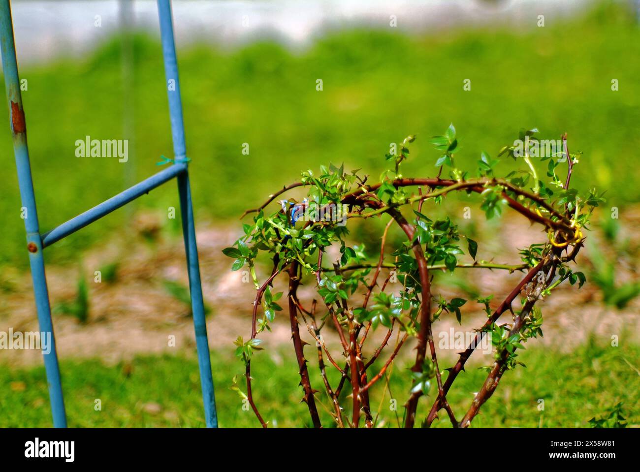 Fresh leaves on bushes hi-res stock photography and images - Alamy