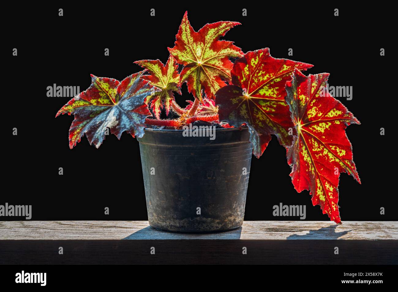 Closeup view of backlit begonia heracleifolia aka star leaf begonia isolated on black background ...