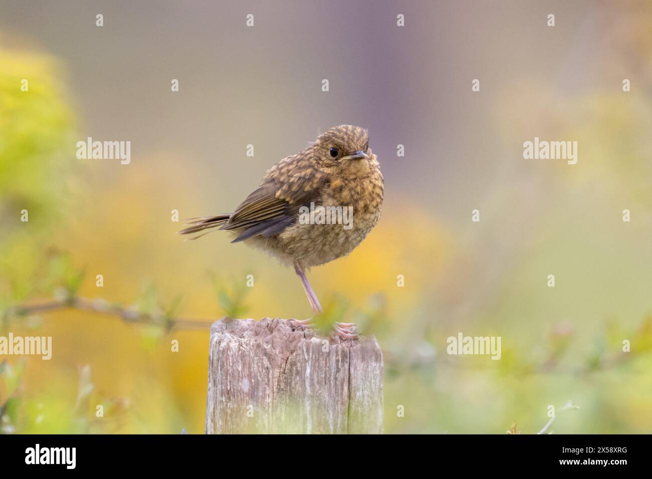 Fledgling robin hi-res stock photography and images - Alamy