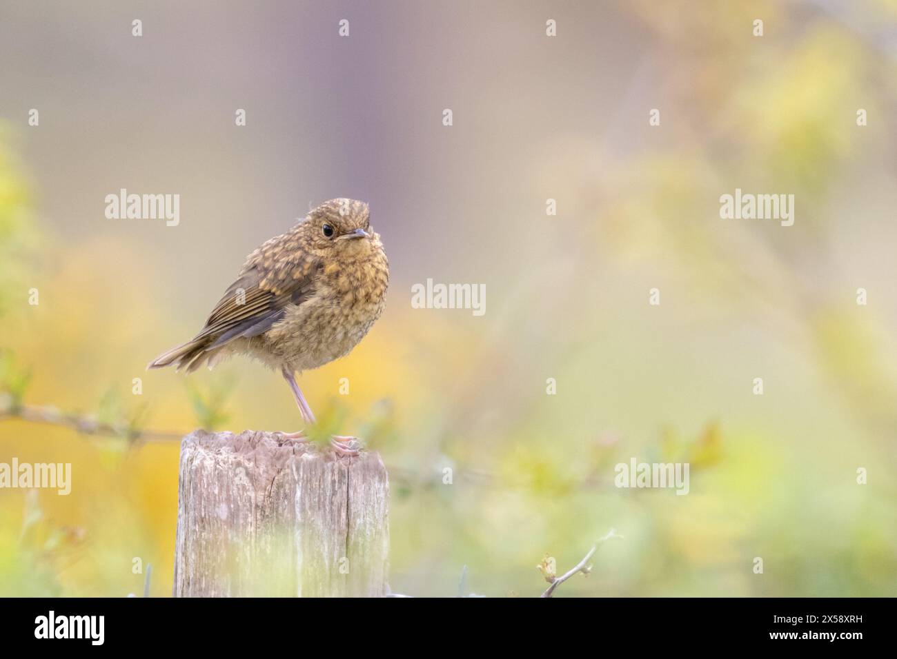 Fledgling robin hi-res stock photography and images - Alamy