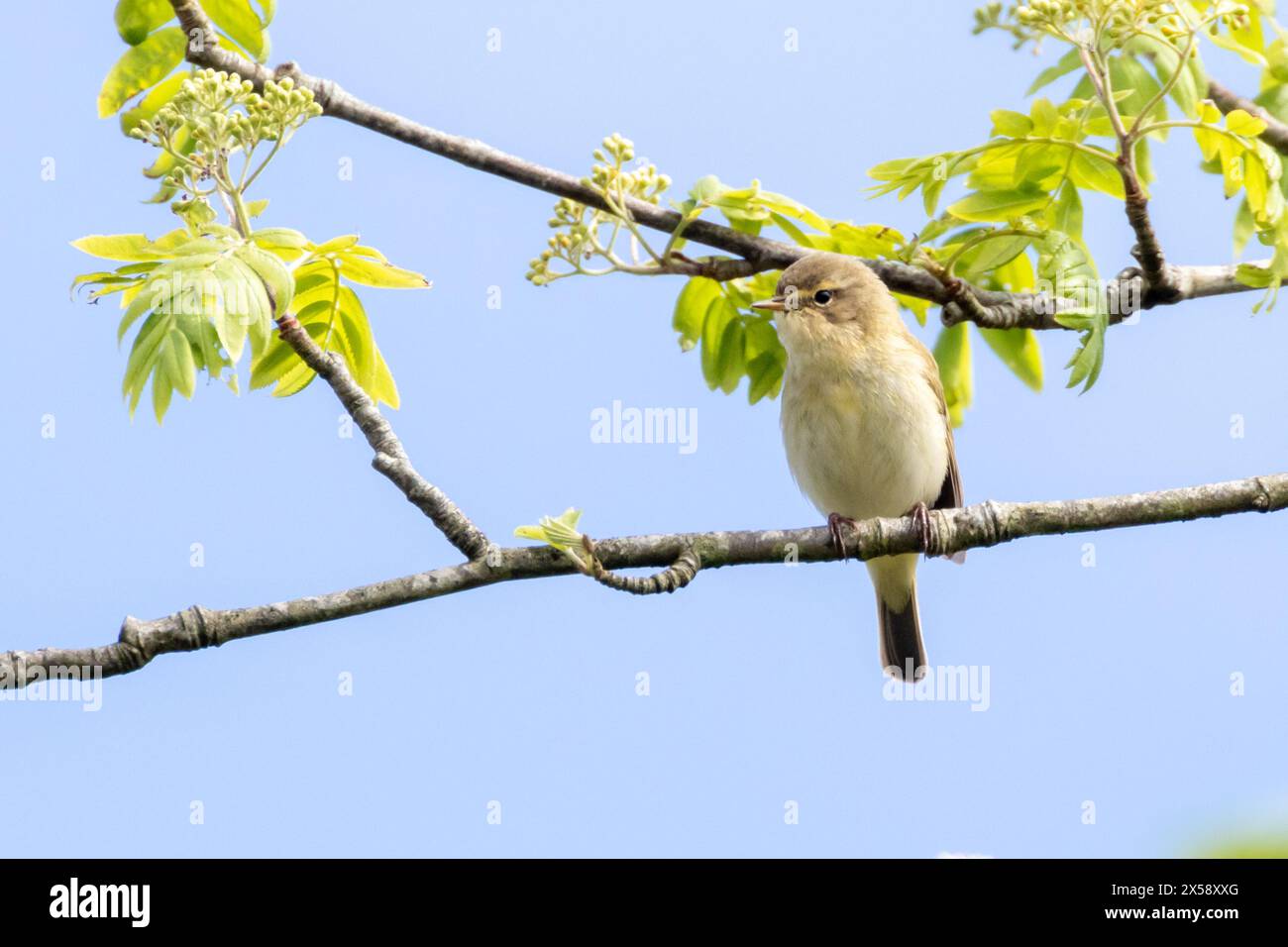 Chiffchaff bird, Phylloscopus collybita . Sussex, UK Stock Photo - Alamy