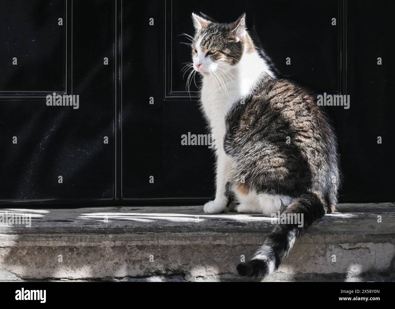 London, UK. 07th May, 2024. Larry the cat, famous Downing Street chief ...