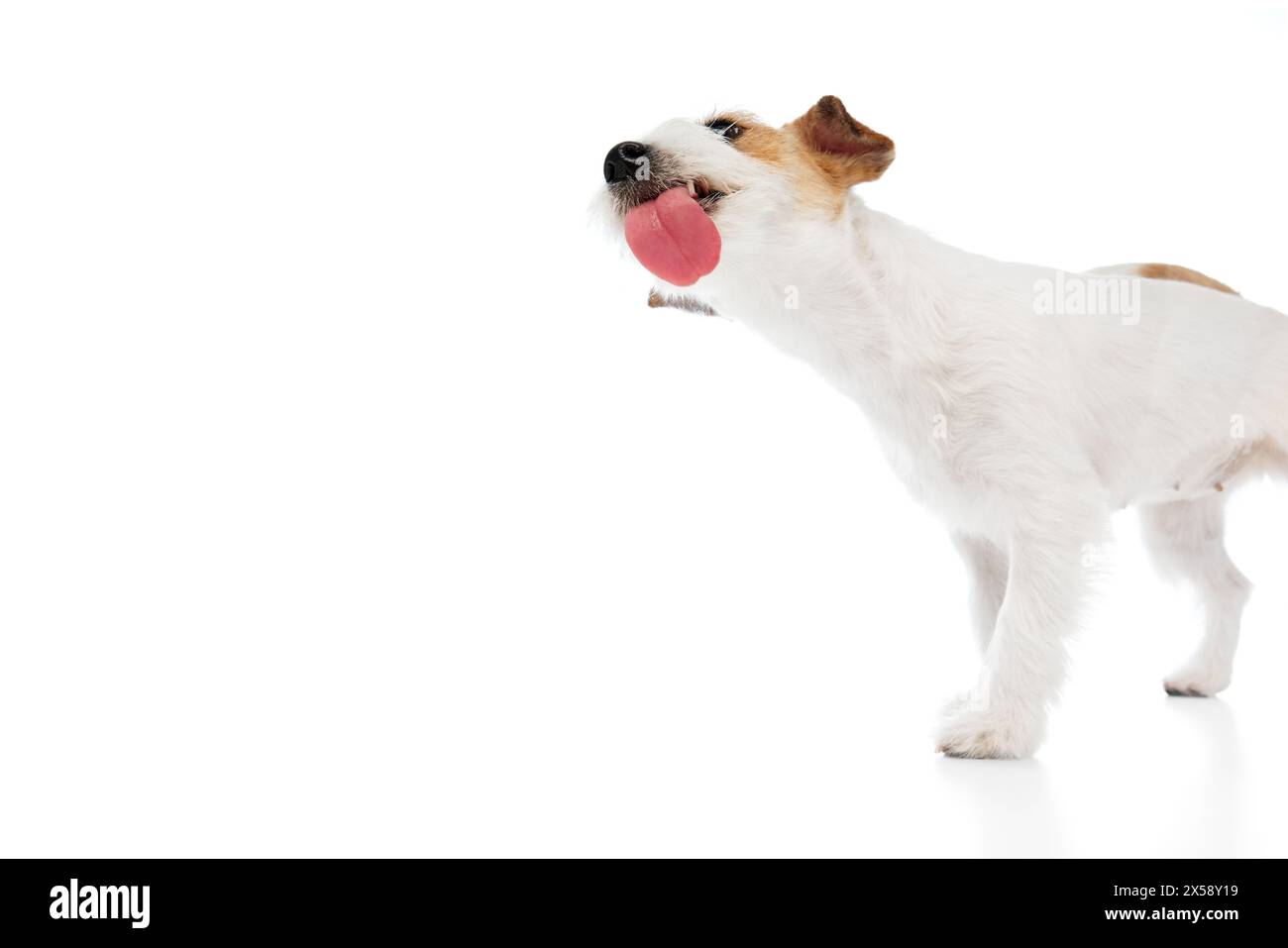 Funny dog, adorable purebred Jack Russell Terrier licking with tongue ...