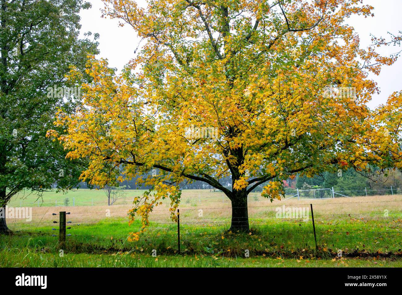 Bilpin town hi-res stock photography and images - Alamy