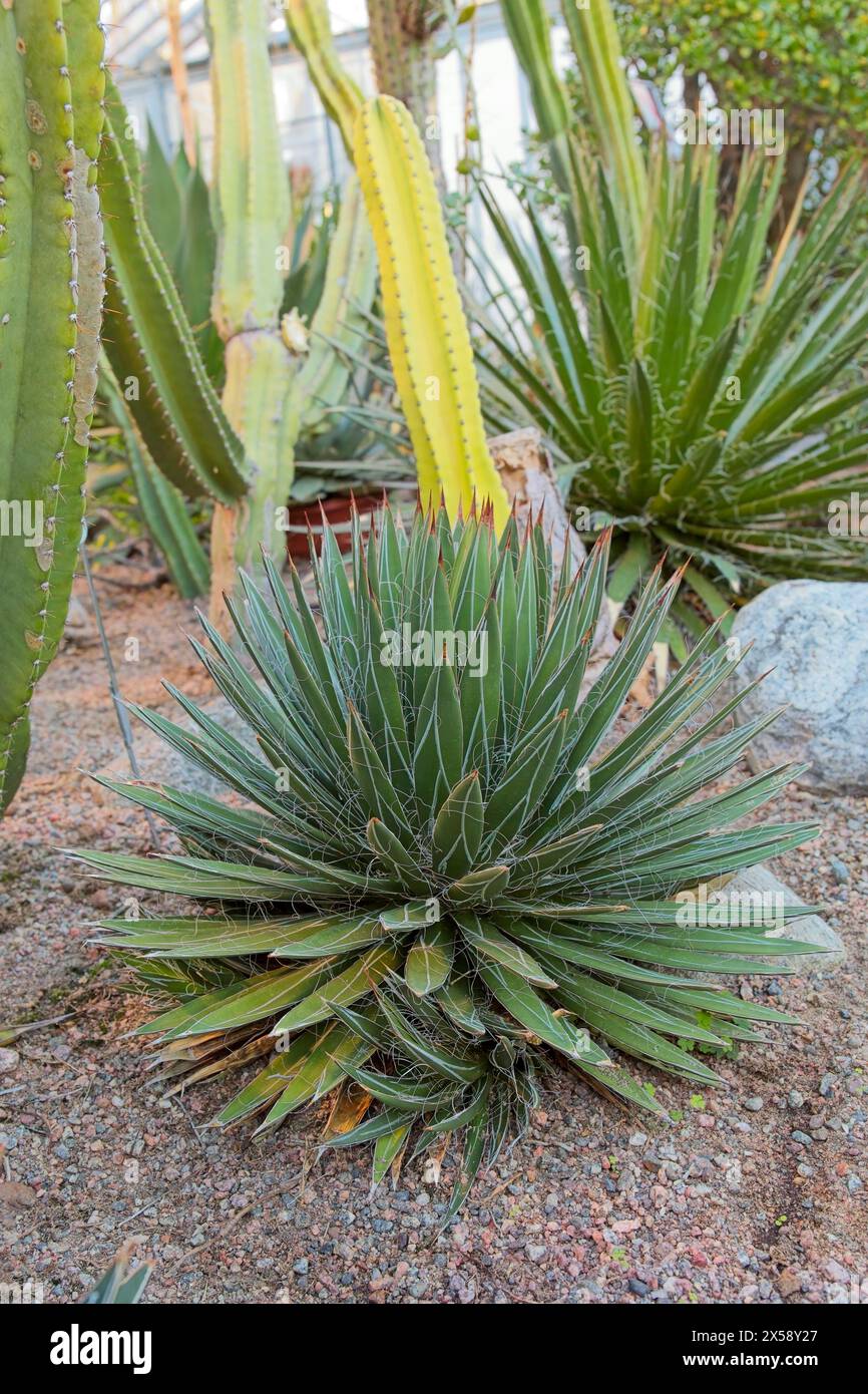 Closeup of Agave filifera, the thread agave, is a species of flowering ...