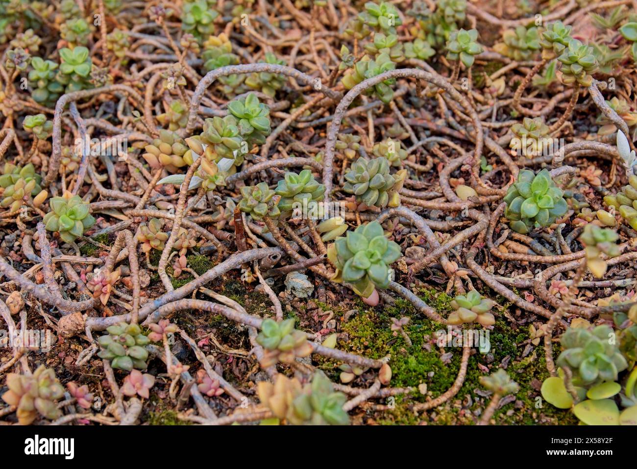 Closeup of Kleinia haworthii (senecio haworthii) also known as Woolly ...