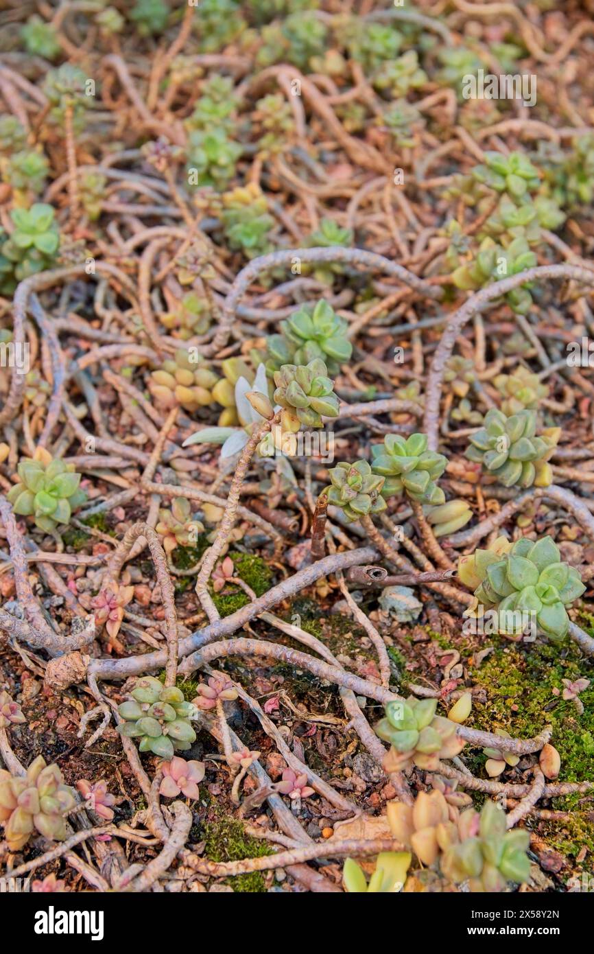 Closeup of Kleinia haworthii (senecio haworthii) also known as Woolly ...