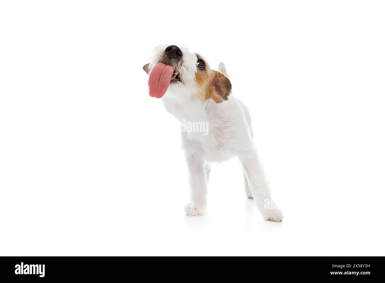 Funny dog, adorable purebred Jack Russell Terrier licking with tongue ...
