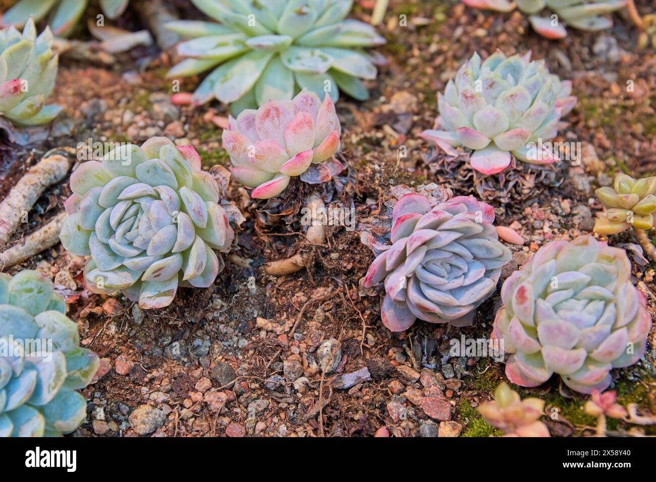 Closeup of Echeveria elegans, the Mexican snow ball, God's Throne ...