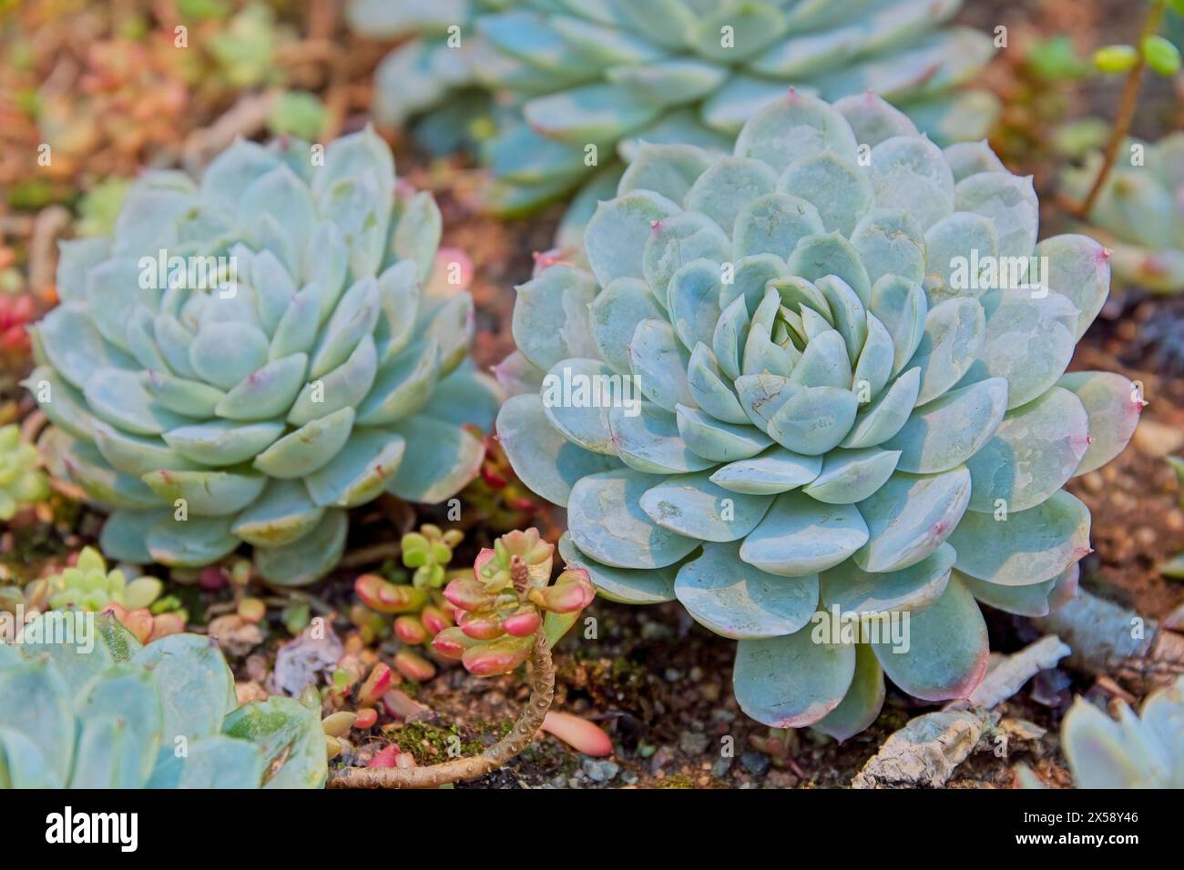 Closeup of Echeveria elegans, the Mexican snow ball, God's Throne ...