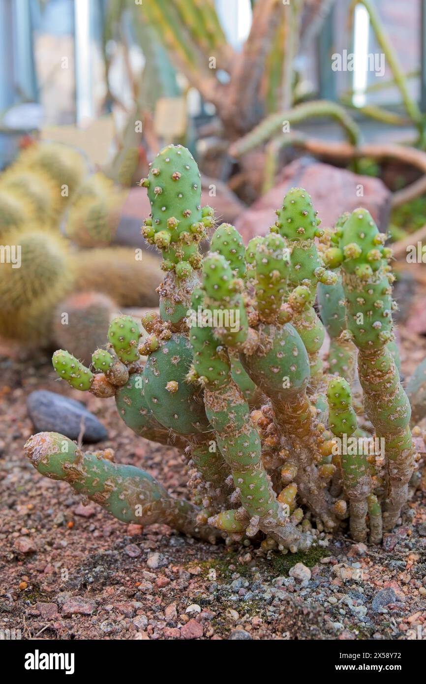 Opuntia tuna monstruosa hi-res stock photography and images - Alamy