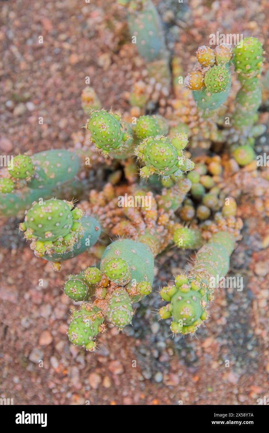 Closeup of Opuntia tuna monstruosa and has a body with numerous small ...