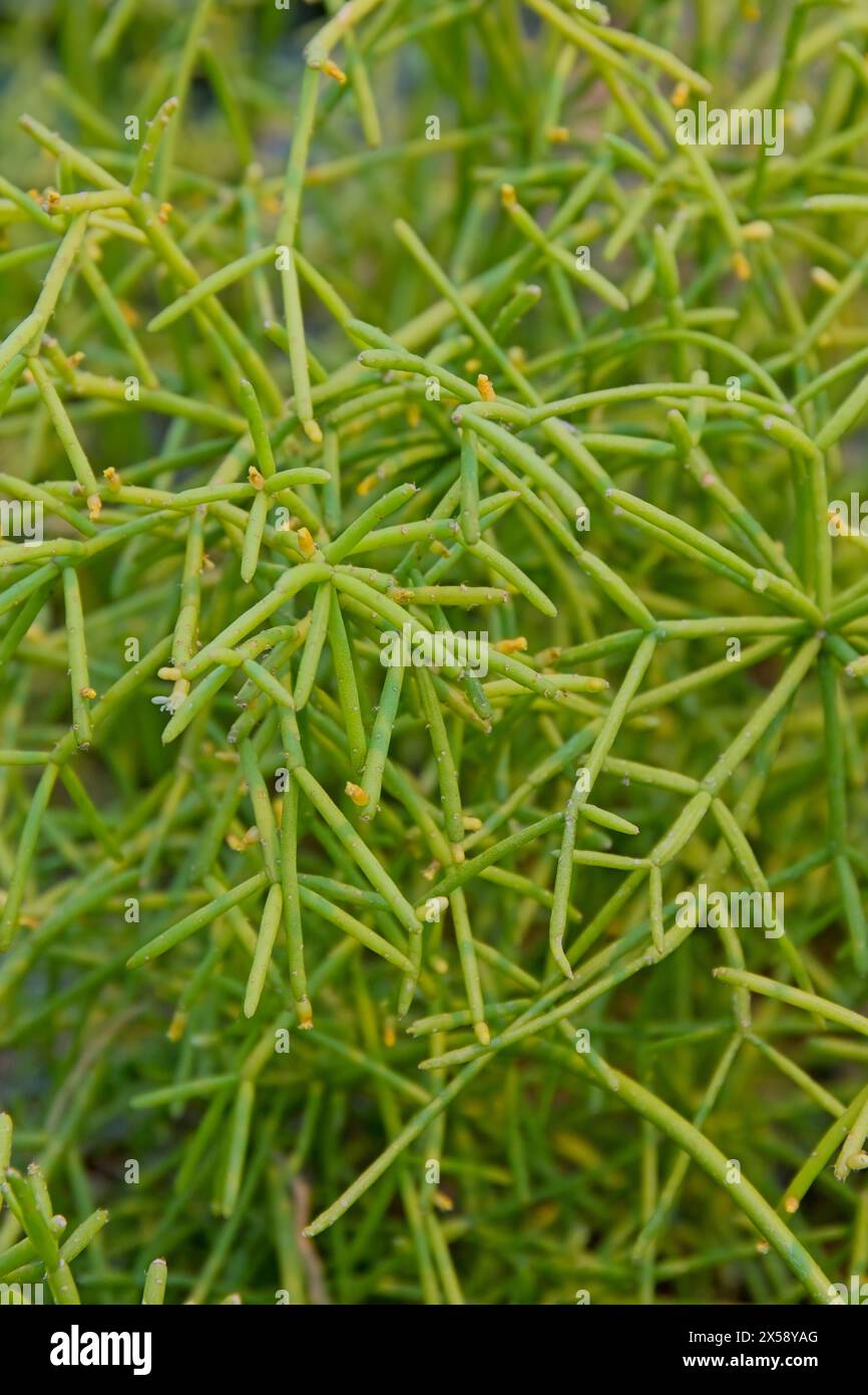 Closeup of Rhipsalis cereuscula is native to Uruguay and Brazil. It is ...