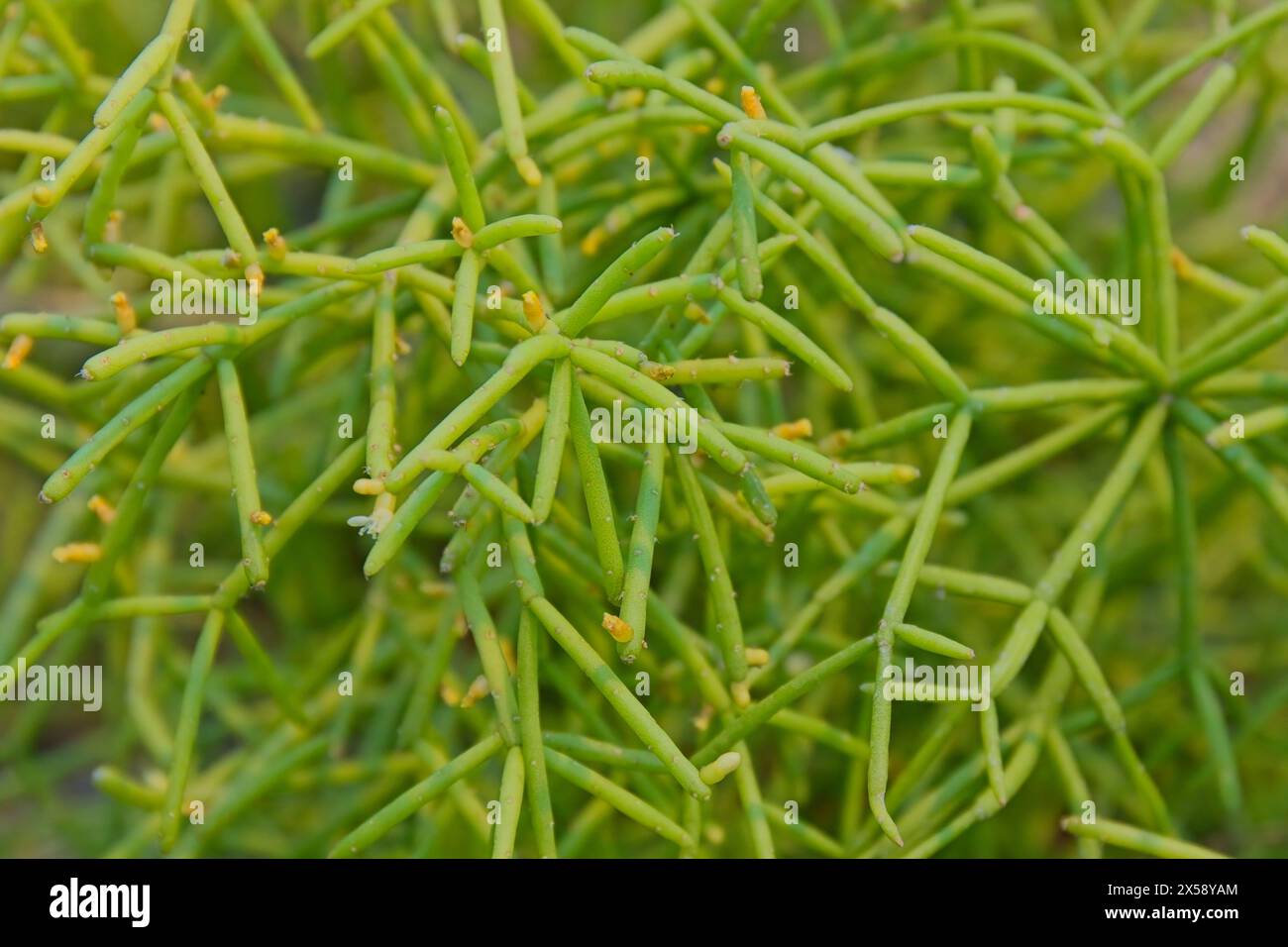 Closeup of Rhipsalis cereuscula is native to Uruguay and Brazil. It is ...