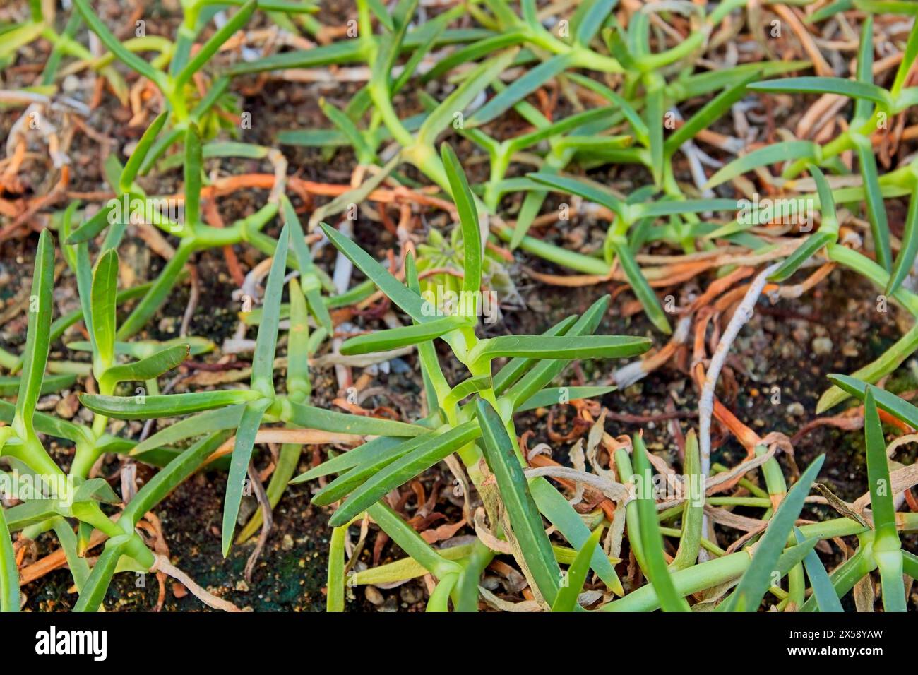 Closeup of Carpobrotus edulis, also known as hottentot-fig, sour fig ...