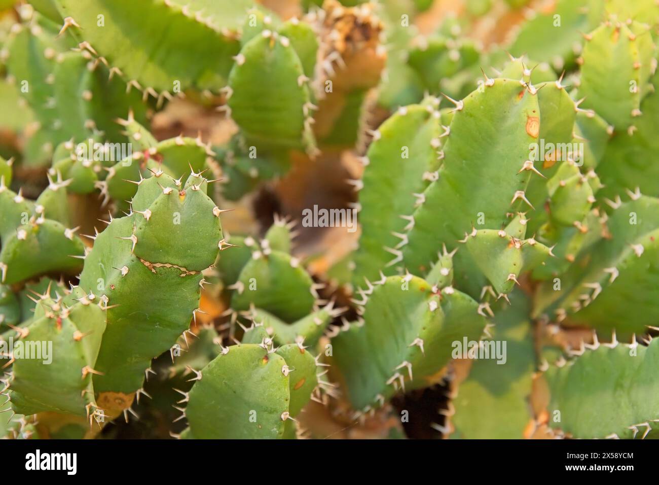 Closeup of Euphorbia resinifera, the resin spurge, is a species of ...