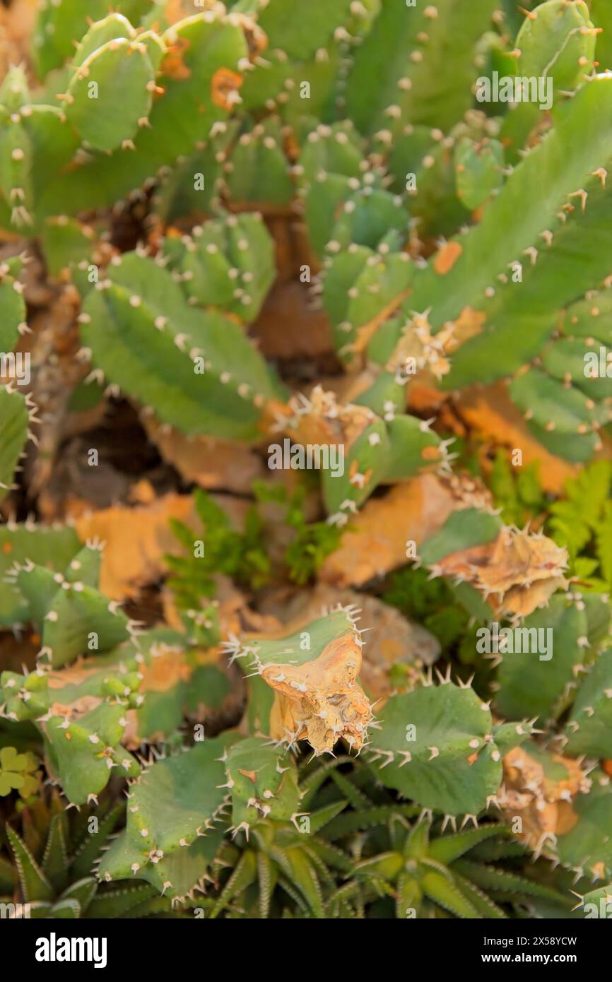Closeup of Euphorbia resinifera, the resin spurge, is a species of ...