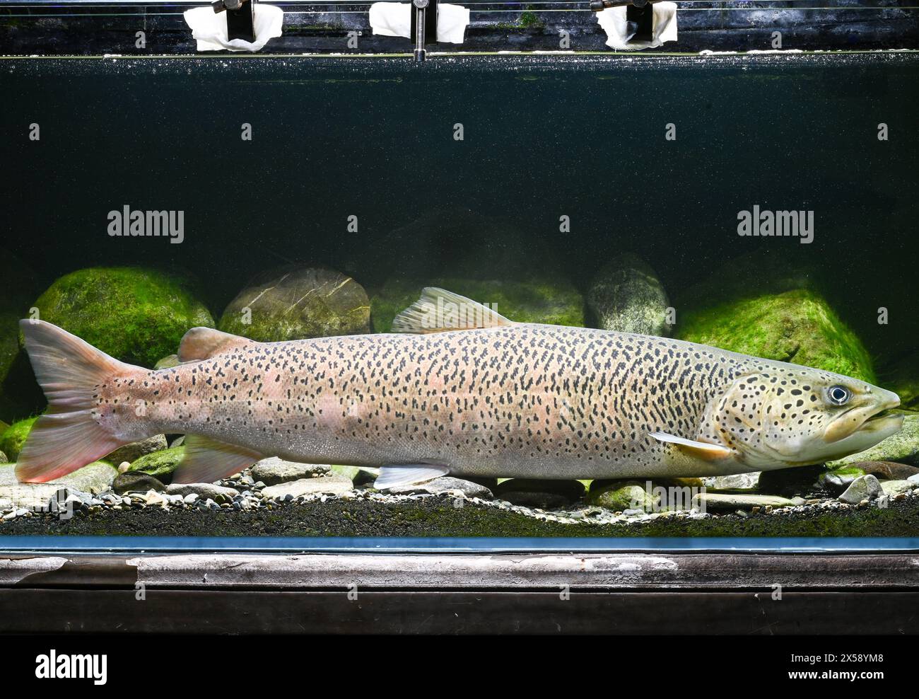 Endangered fish hi-res stock photography and images - Alamy