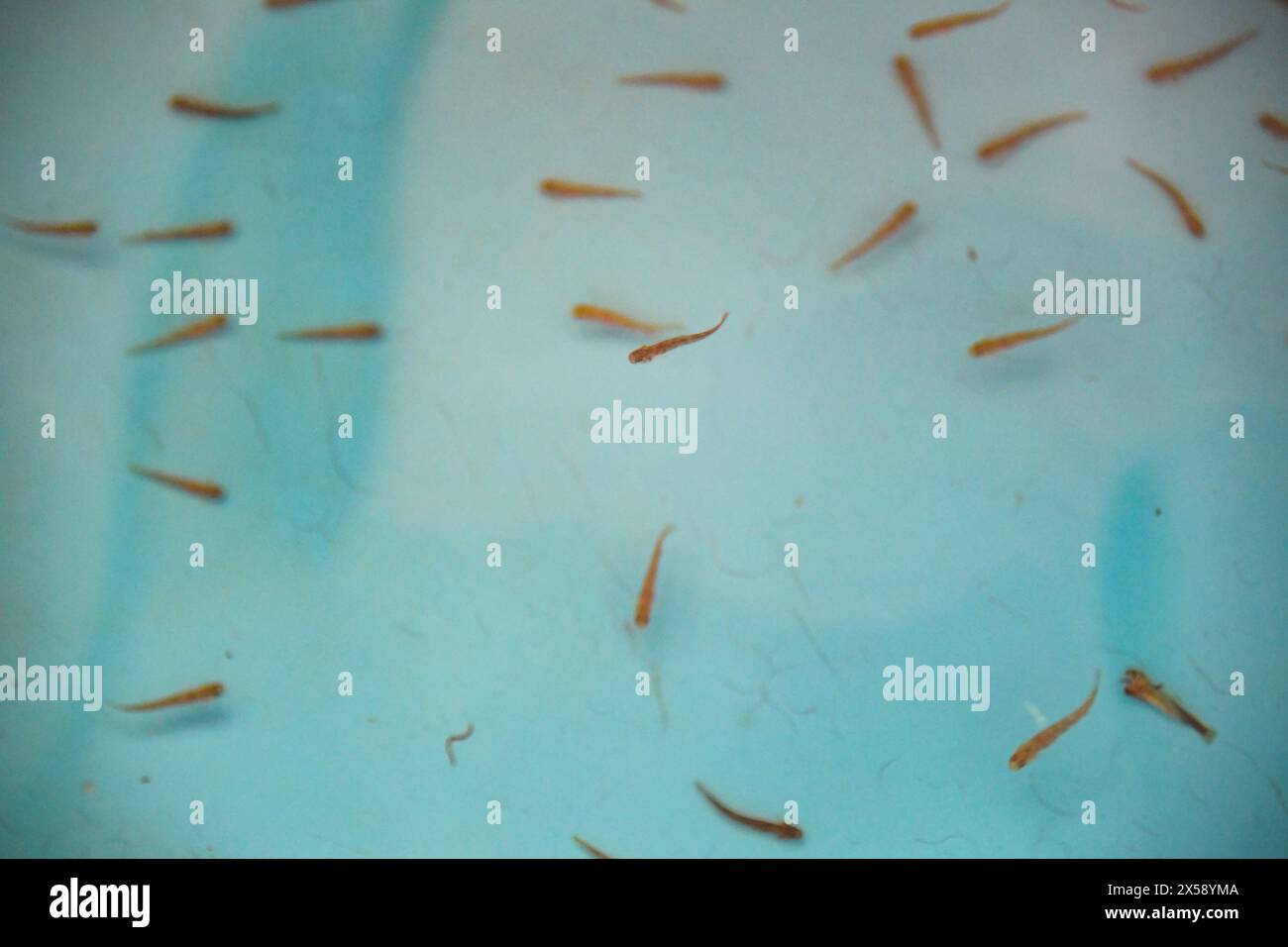 Chengdu. 5th May, 2024. This photo taken on May 5, 2024 shows juveniles ...