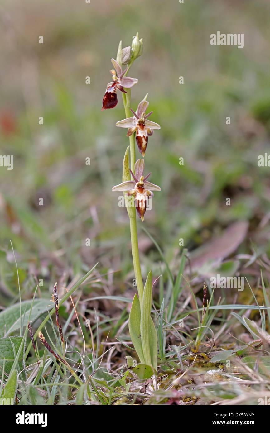 Fly Orchid hybrid Dorset UK Stock Photo - Alamy