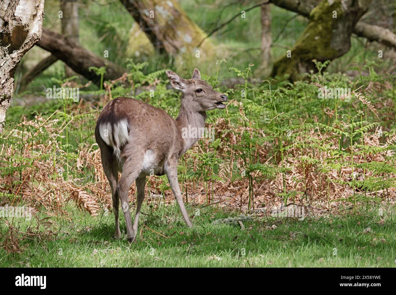 Female Sika Deer at Arne RSPB Dorset UK Stock Photo - Alamy