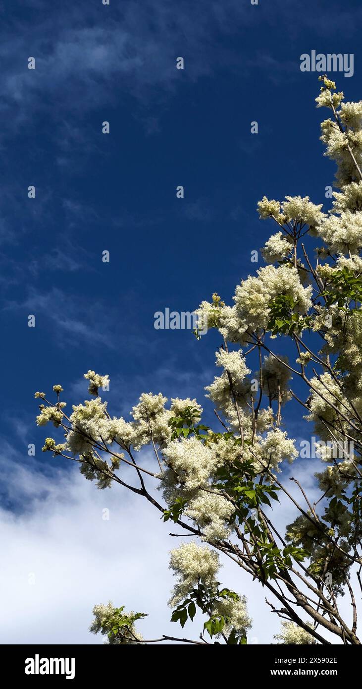Fraxinus ornus, Flower ash in spring Stock Photo - Alamy
