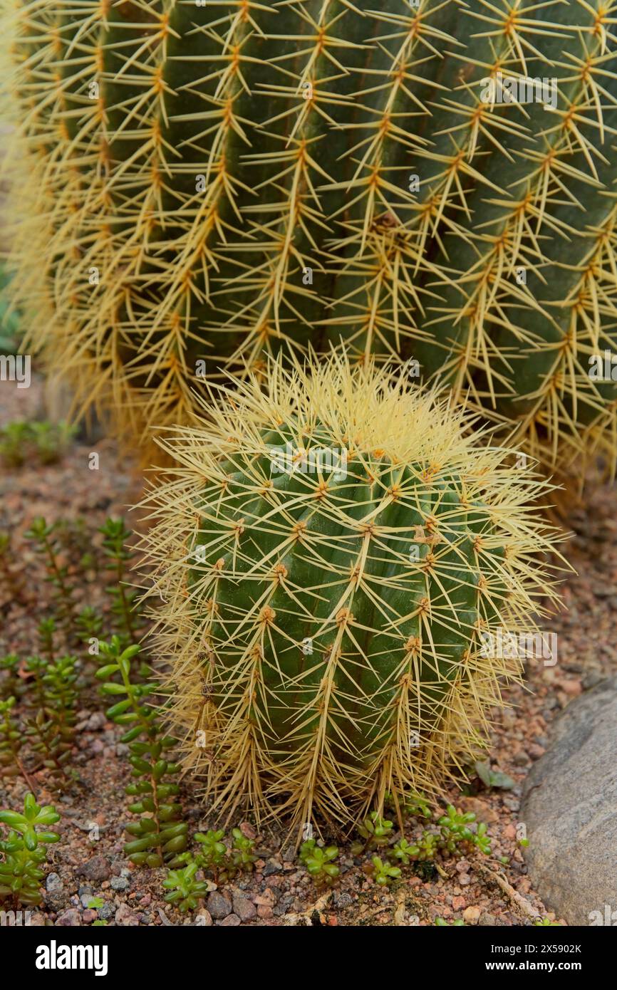 Golden barrel cactus (echinocactus grusonii) also known as golden ball ...