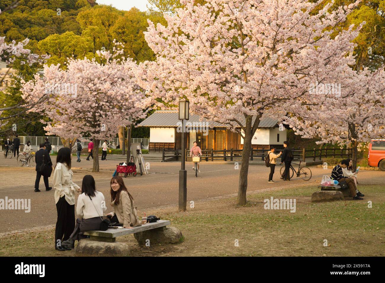Japan, Shikoku, Matsuyama, cherry blossoms viewing, hanami Stock Photo ...