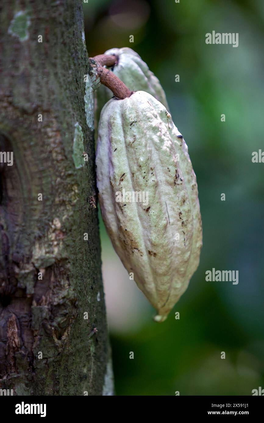 A white cocoa bean growing on the branch of a cacao tree near Kandy in ...