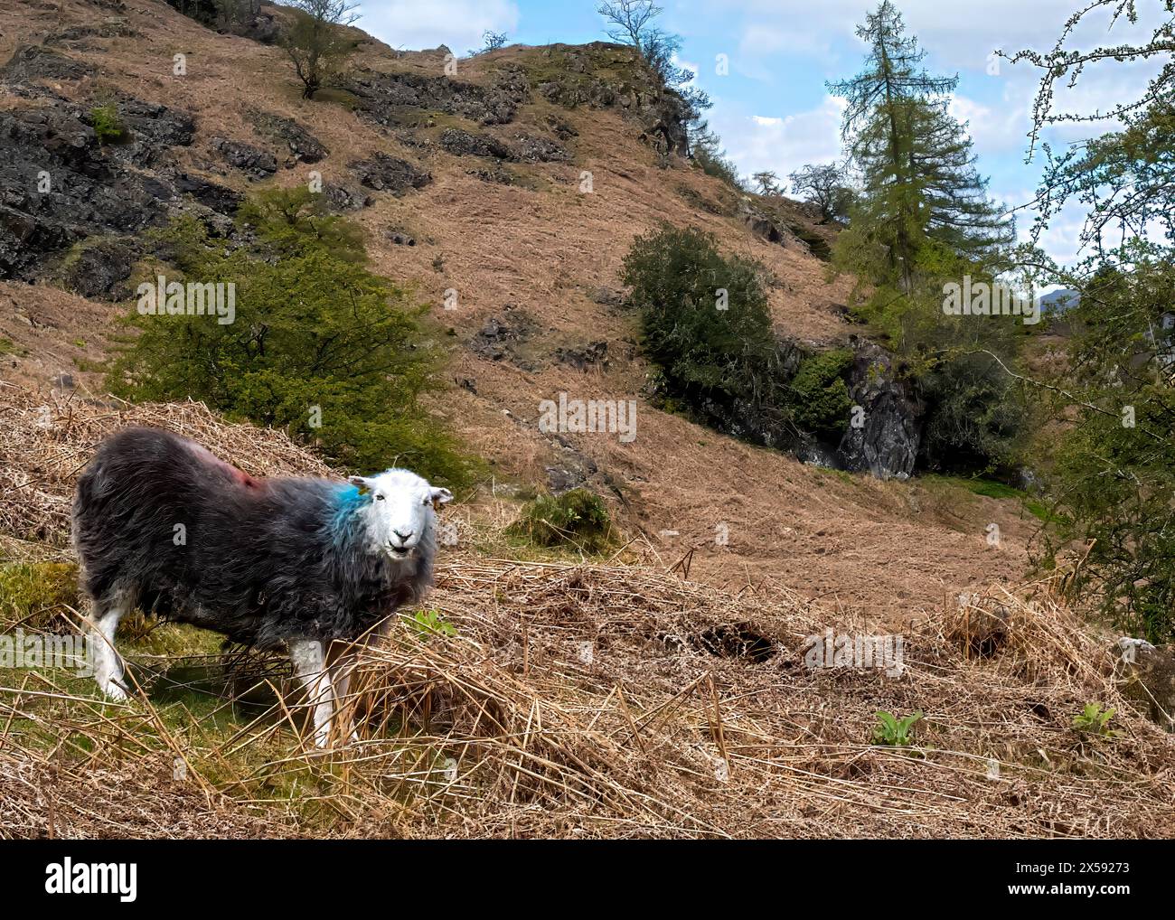 Colourful smit marks on a Herdwick sheep, Easedale, Central Lake ...
