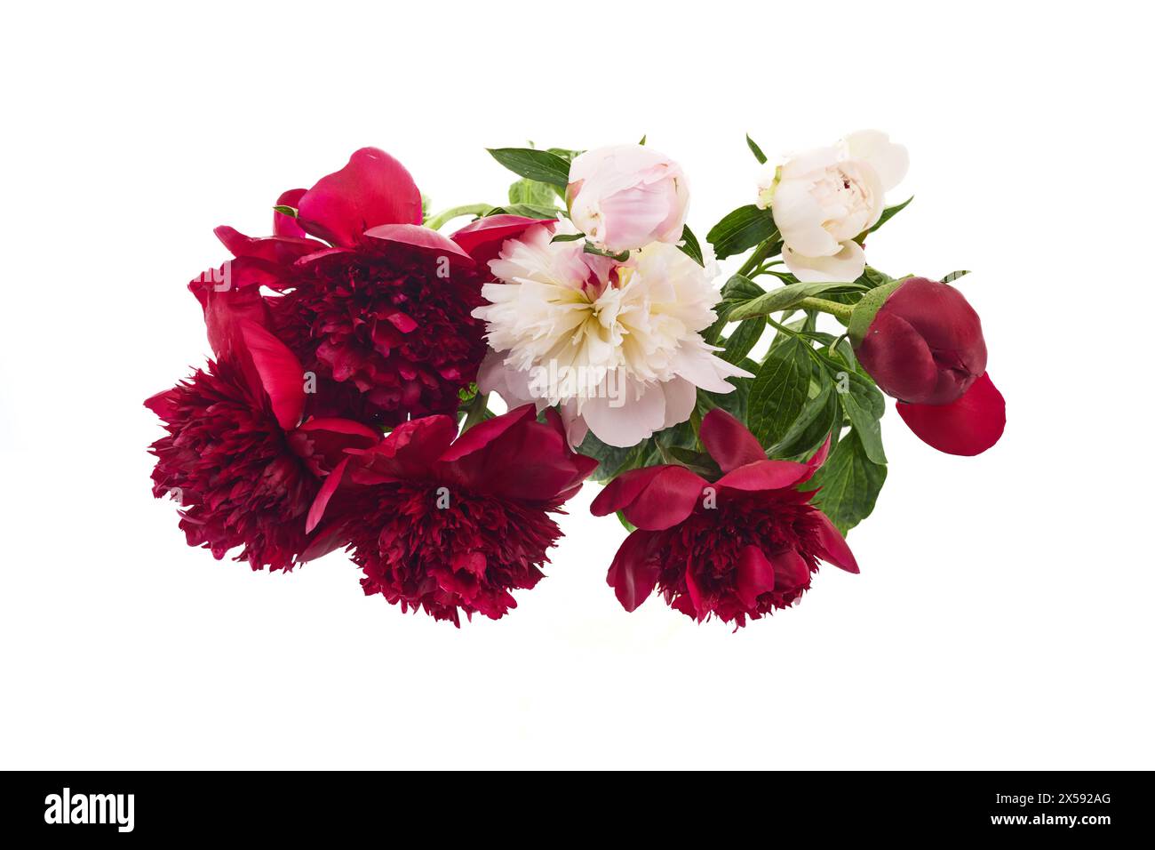 Vivid floral blooms hi-res stock photography and images - Alamy