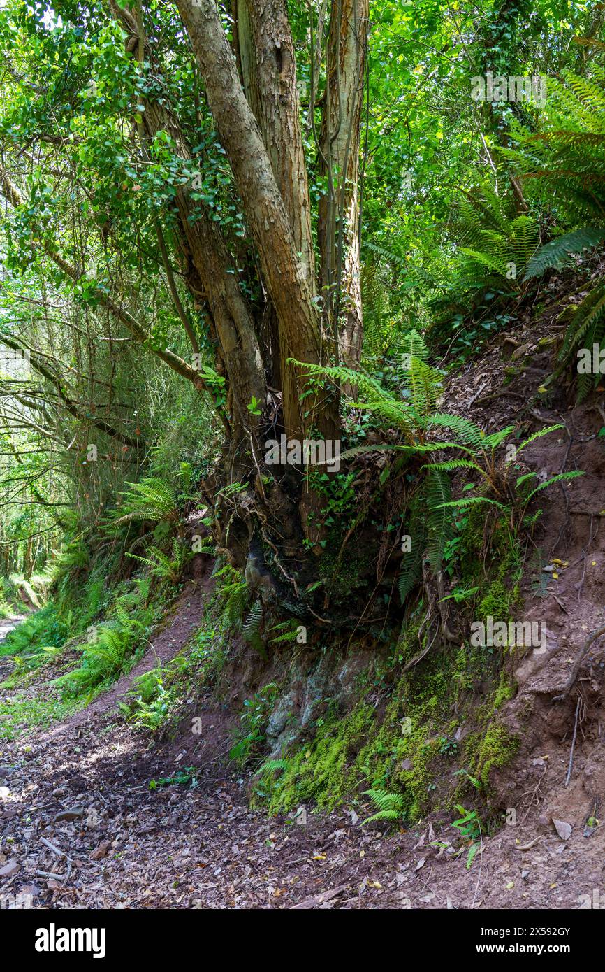 Exposed roots of a giant tree in the rainforest with ivy and ferns in a ...