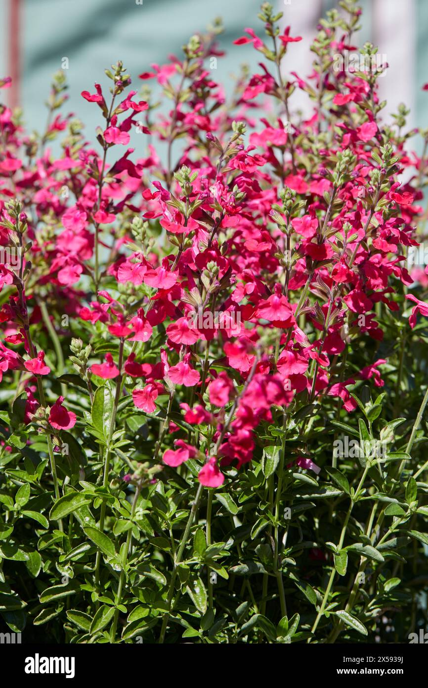 Salvia x jamensis El Duranzo plant with pink flowers in a sunny day ...