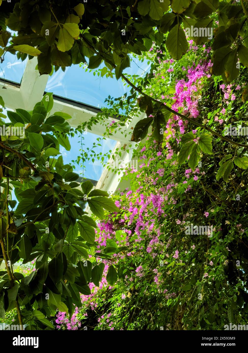Winter garden window with blooming Bougainvillea and blue sky Stock ...