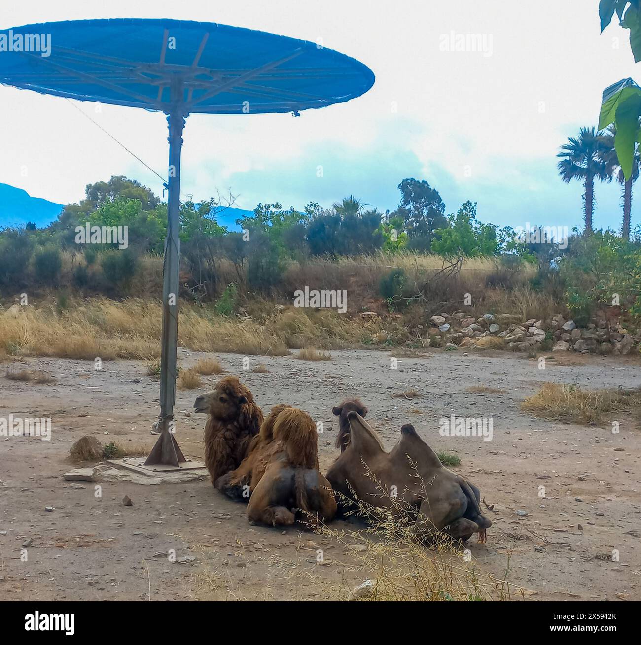 Athenszoo hi-res stock photography and images - Alamy