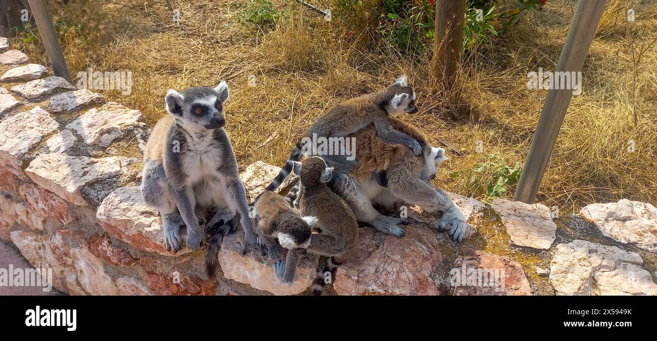 Athenszoo hi-res stock photography and images - Alamy