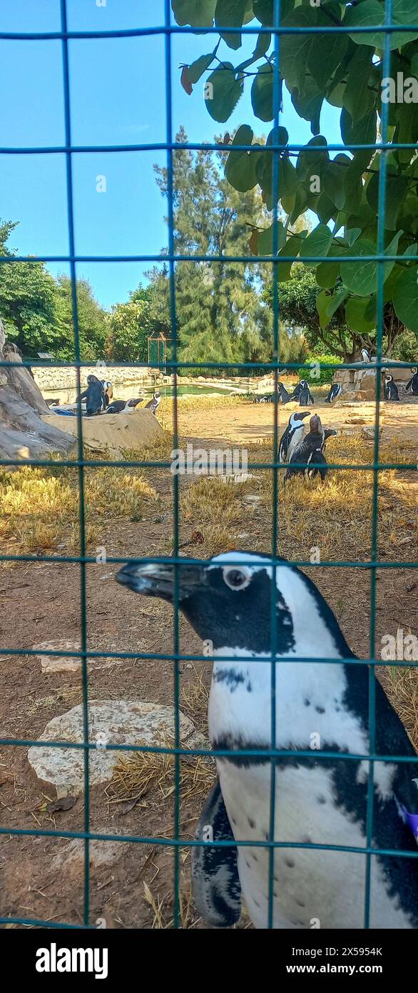 Penguinspecies hi-res stock photography and images - Alamy