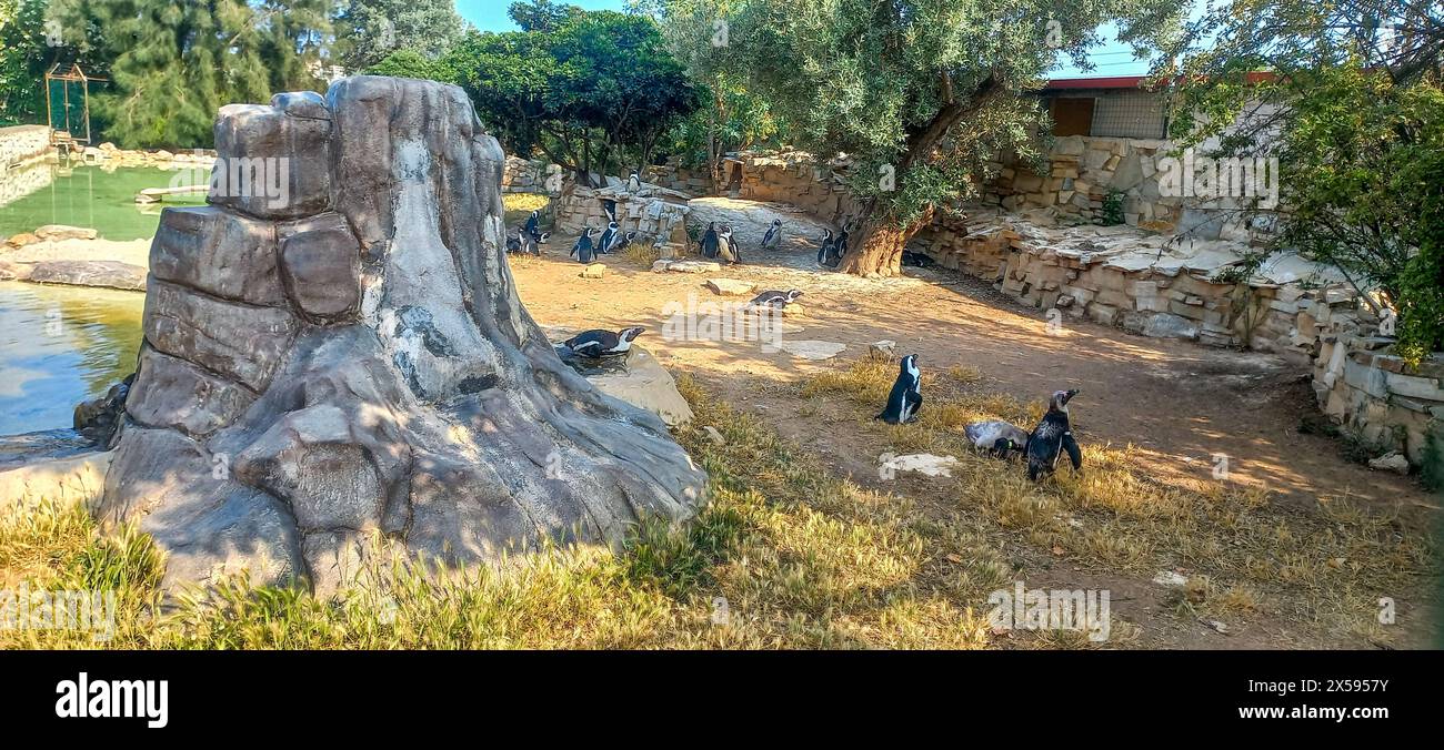 Adorable penguins waddle at Attica Zoo, Athens, Greece Stock Photo - Alamy