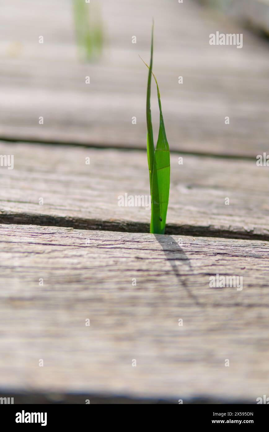 The blade of grass grows between the boards Stock Photo - Alamy