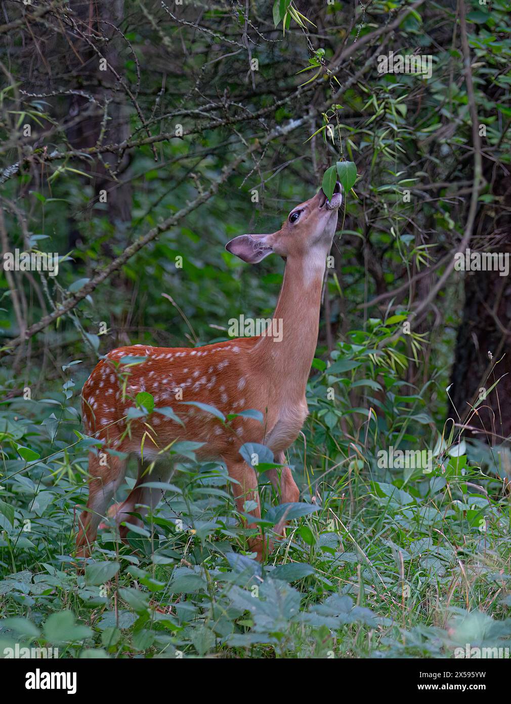 White tailed foraging in hi-res stock photography and images - Alamy