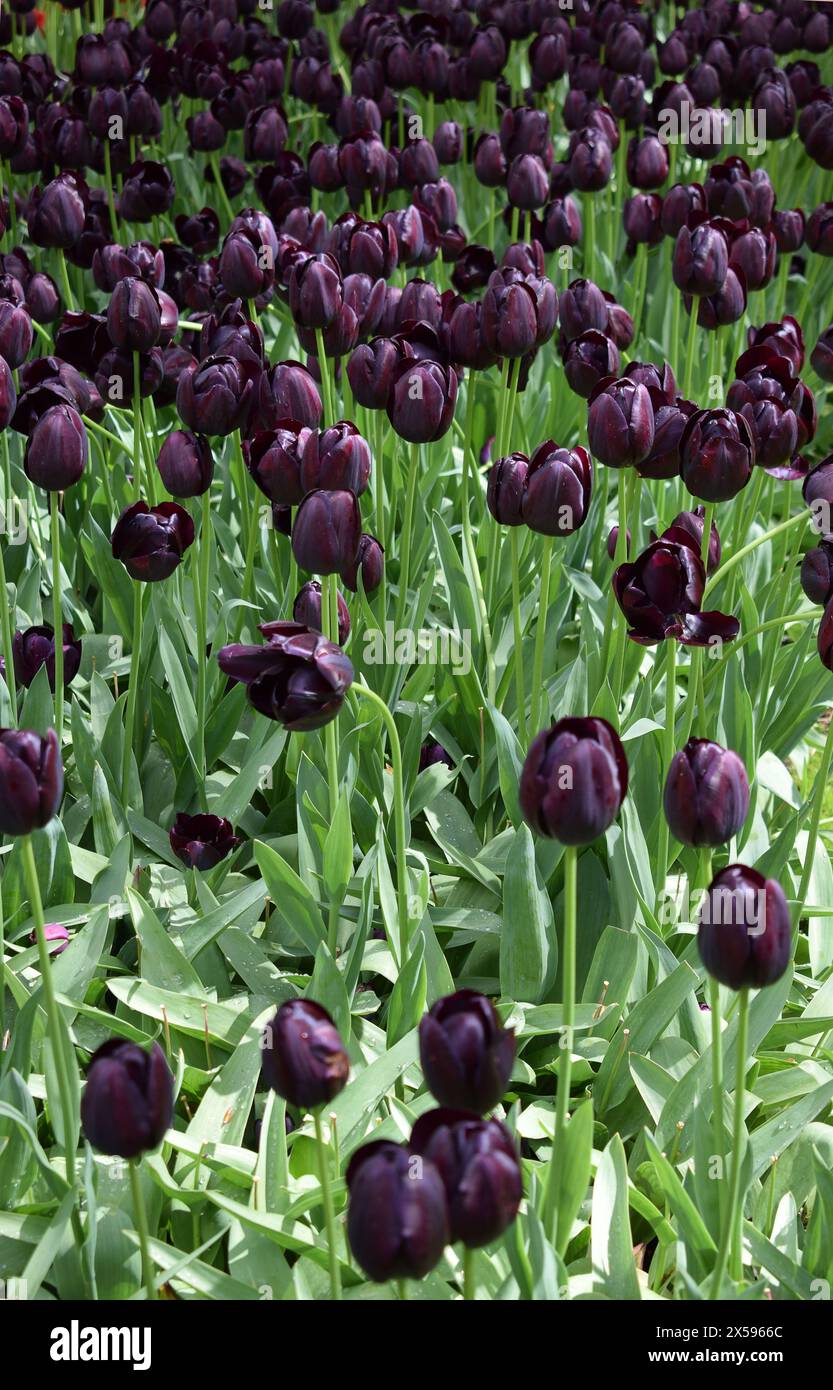 Dark tulips, Van Gogh variety Stock Photo - Alamy