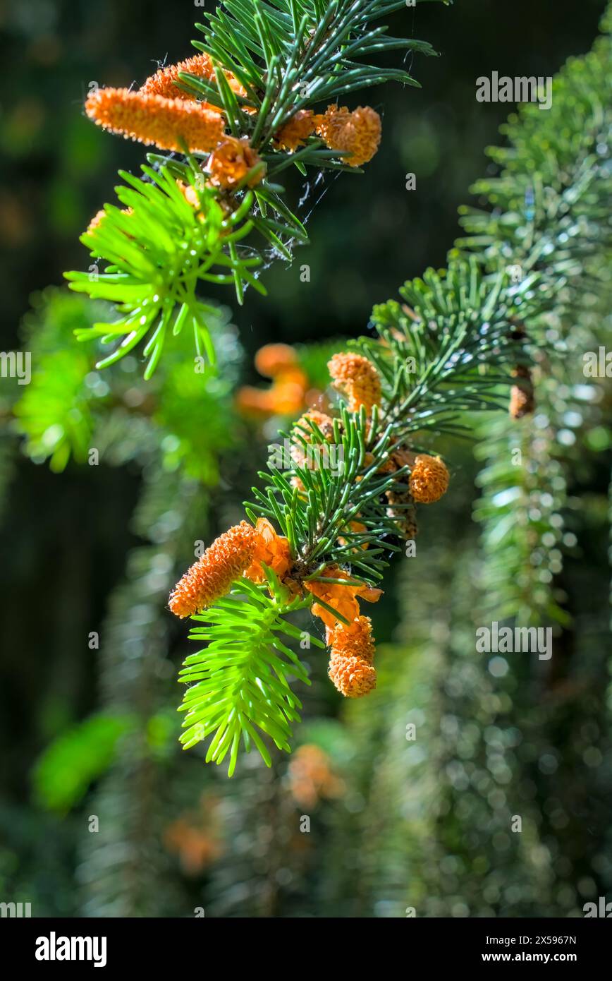 Young pine shoots and small cones vertical shot, blurred background ...