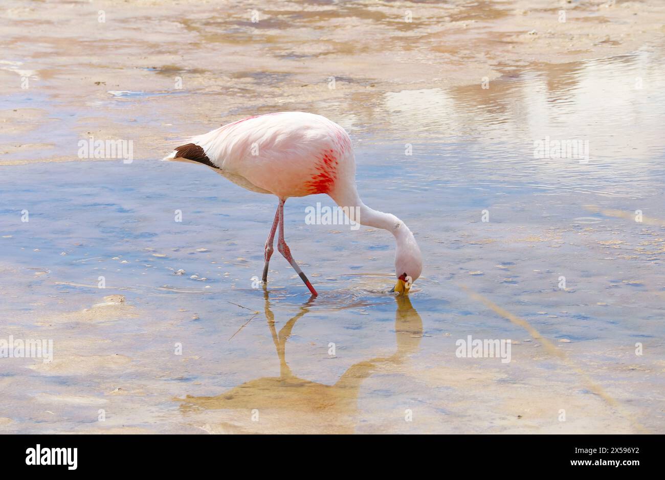 Pink Flamingo Grazing in the Shallow Saline Water of Laguna Hedionda ...