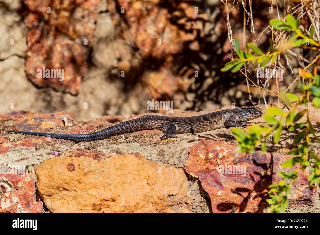 King's skink (Egernia kingii) a species of skink, a lizard in the ...