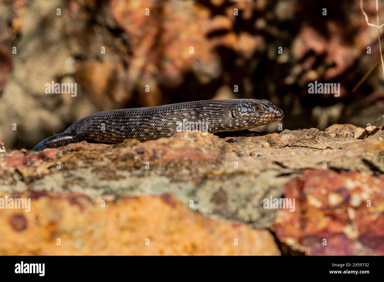 King's skink (Egernia kingii) a species of skink, a lizard in the ...