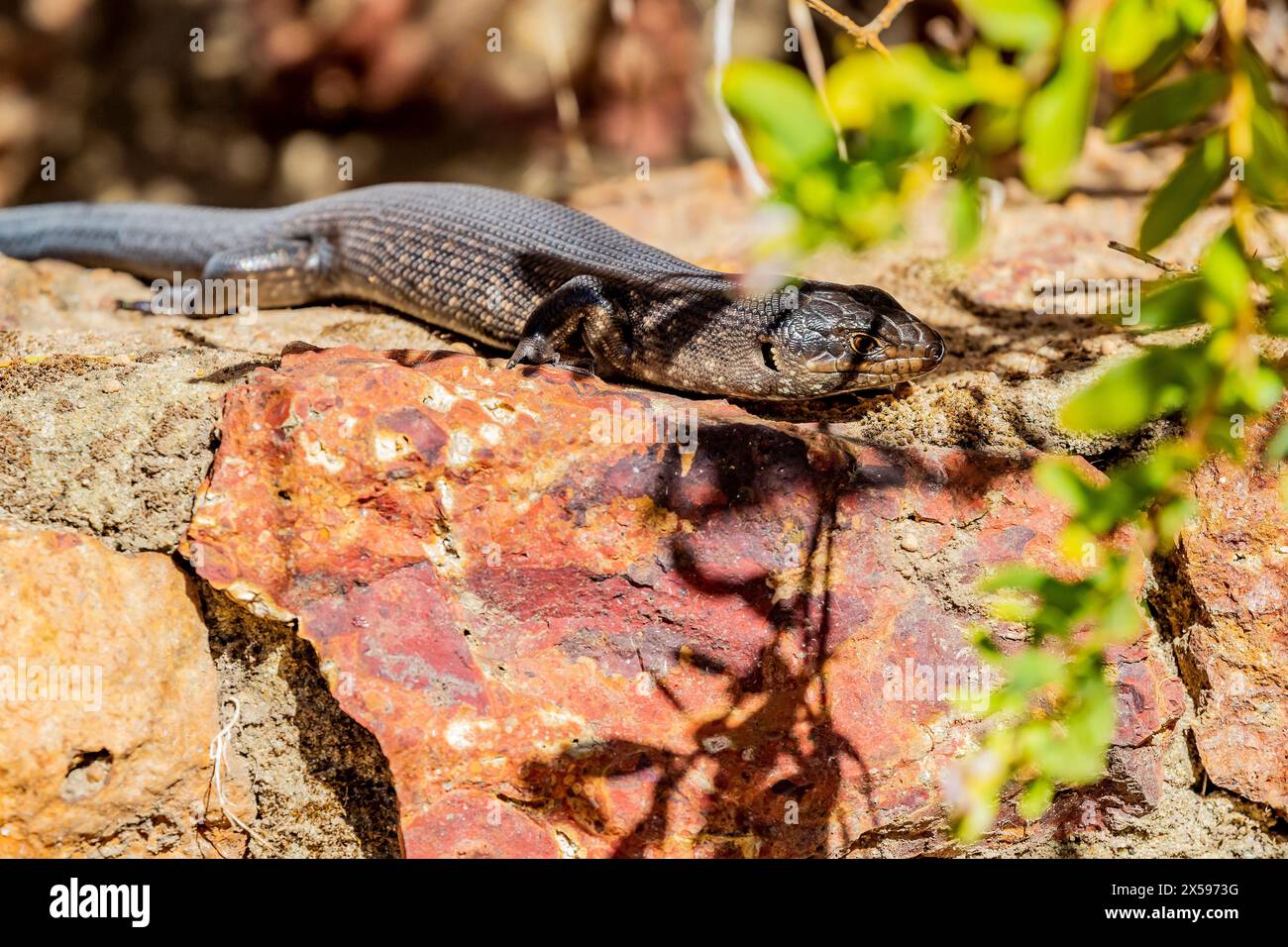 King's skink (Egernia kingii) a species of skink, a lizard in the ...