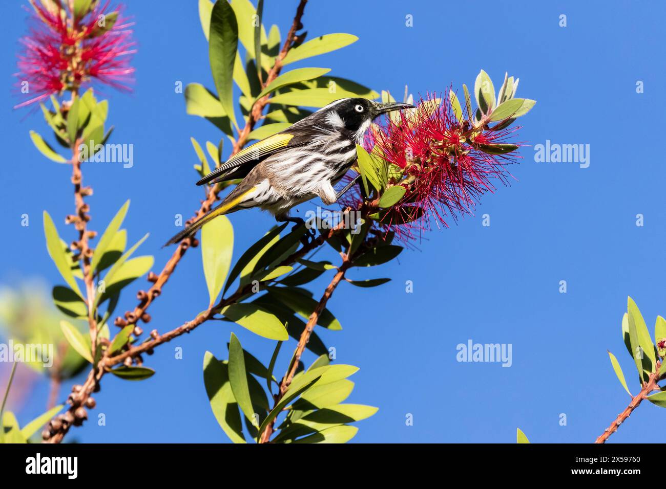 New Holland honeyeater (Phylidonyris novaehollandiae) Bickley in the ...